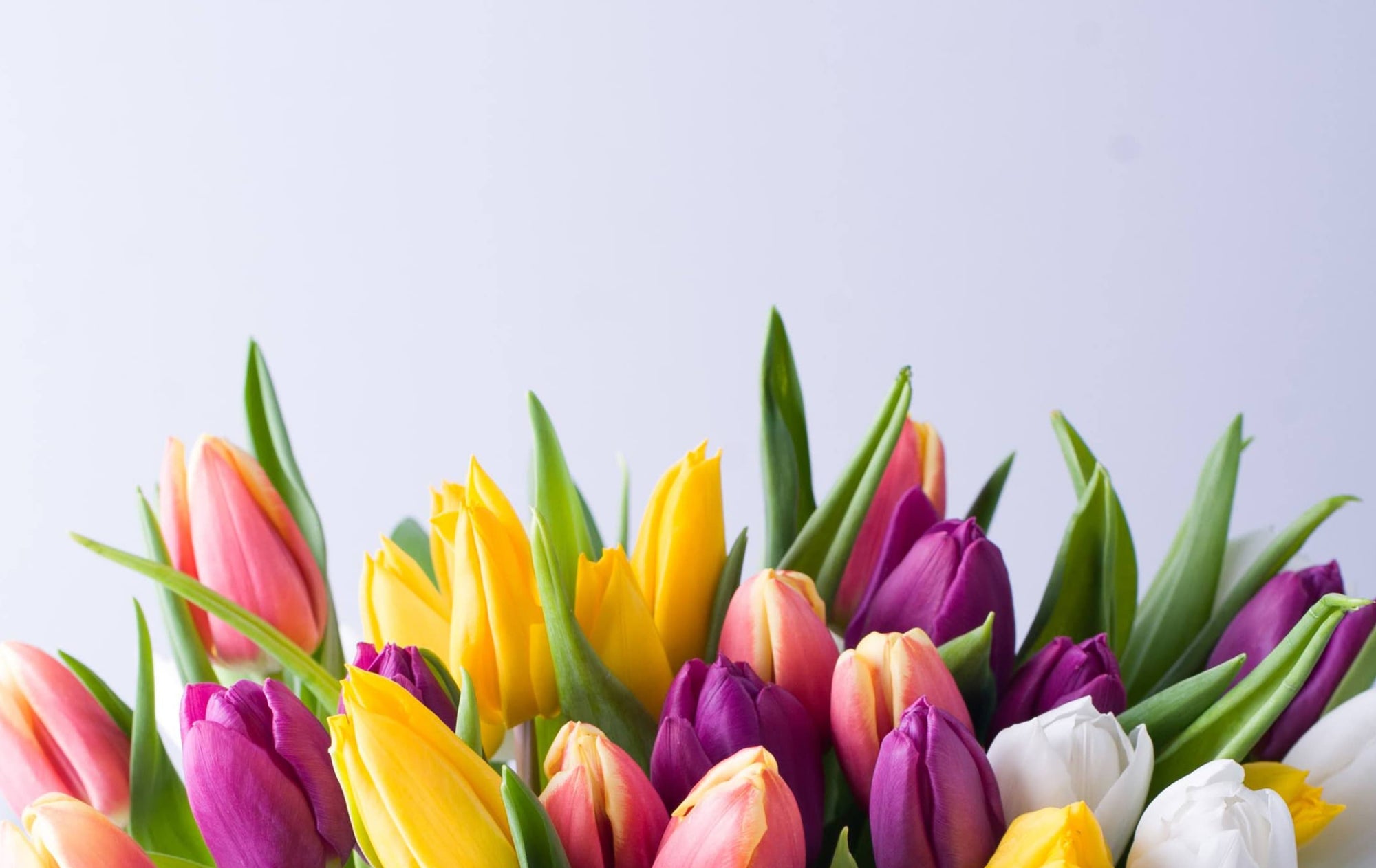 Washington DC Florist Floral Delivery Allan Woods Flowers