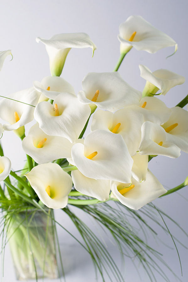 Calla Cascade – Allan Woods Flowers