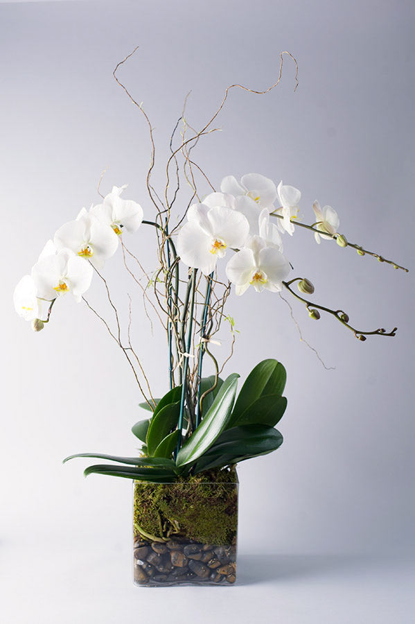 Triple Stem Phalaenopsis Orchid – Allan Woods Flowers